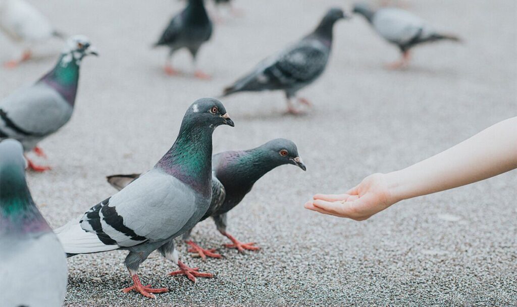 "Les pigeons sont des héros de guerre !" Une énorme dispute éclate ...