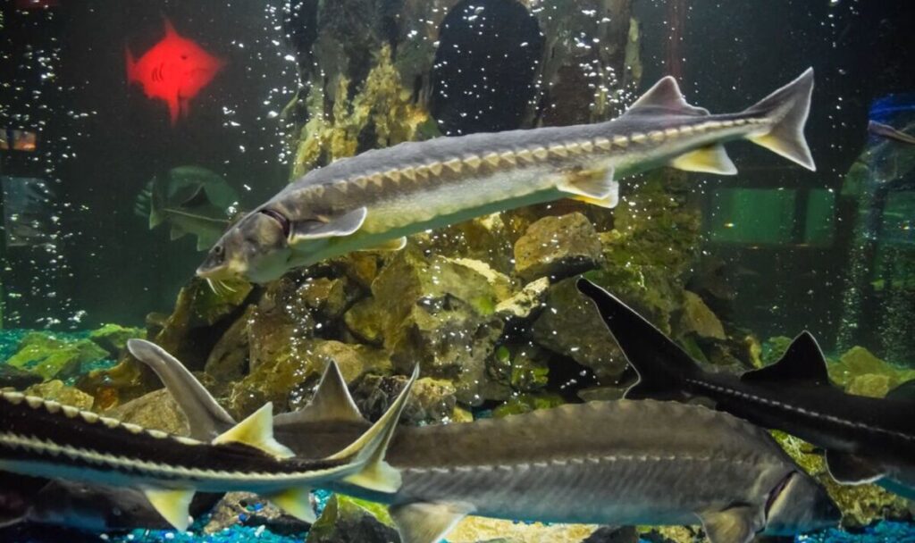 Poisson rare de l'ère mésozoïque trouvé sur la côte est des États-Unis